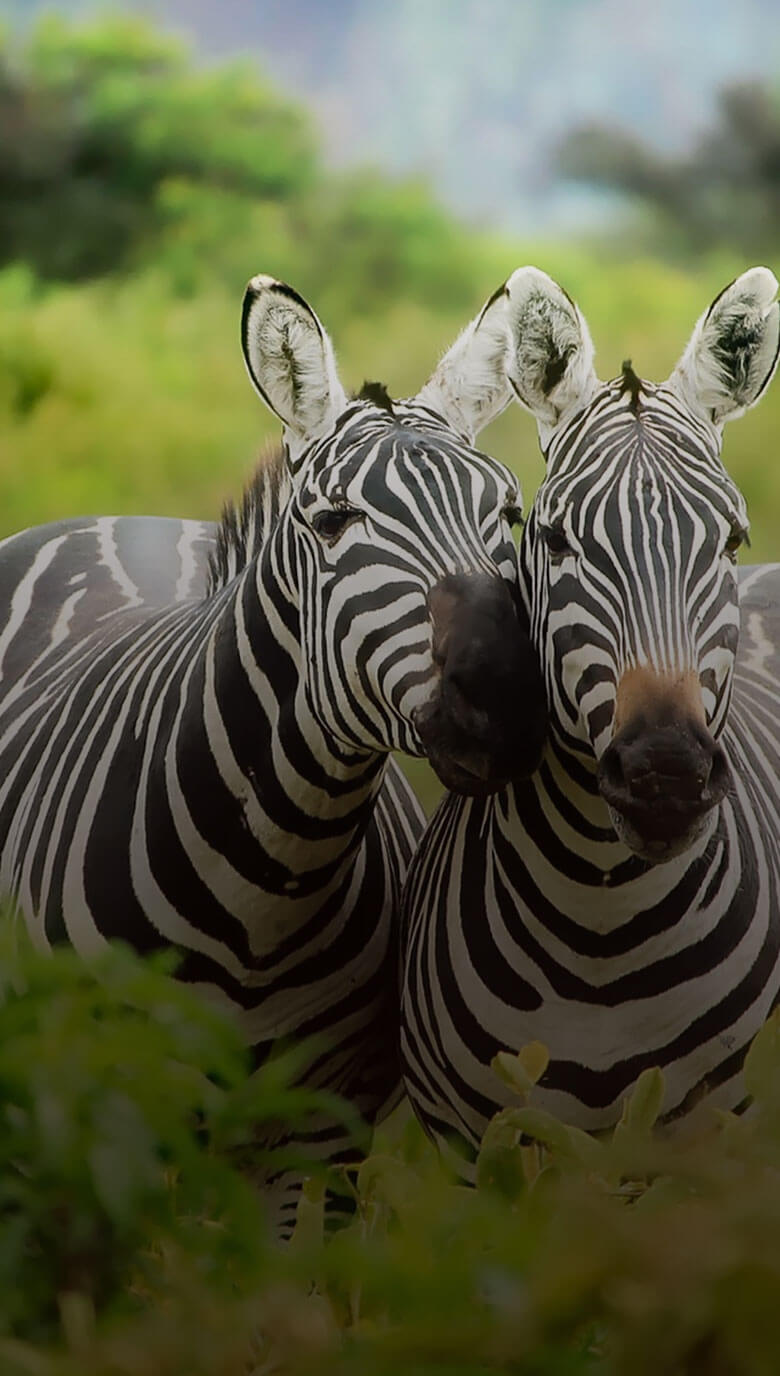 Complete Responsive zoo website