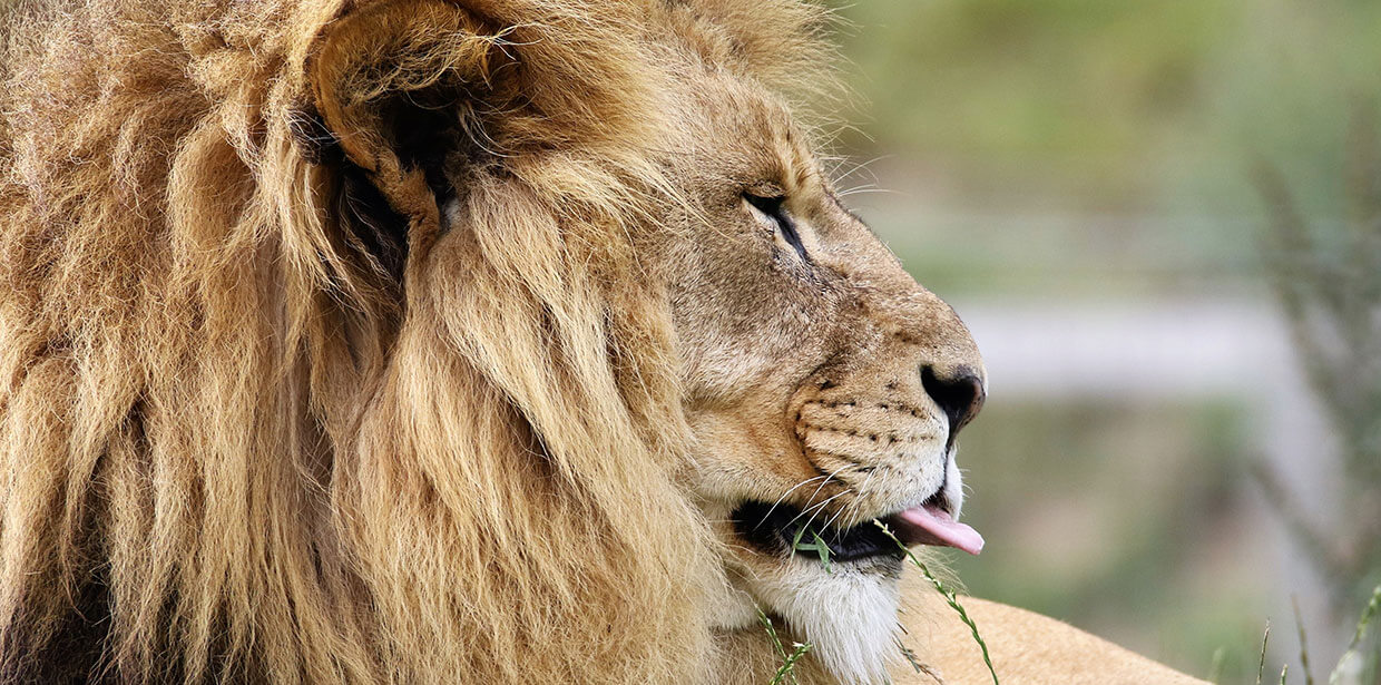 Complete Responsive zoo website